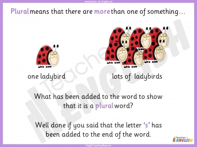 Adding s and es to Make Plural Words - Year 1 teaching resources lesson