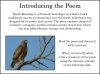 Hawk Roosting teaching resources lessons
